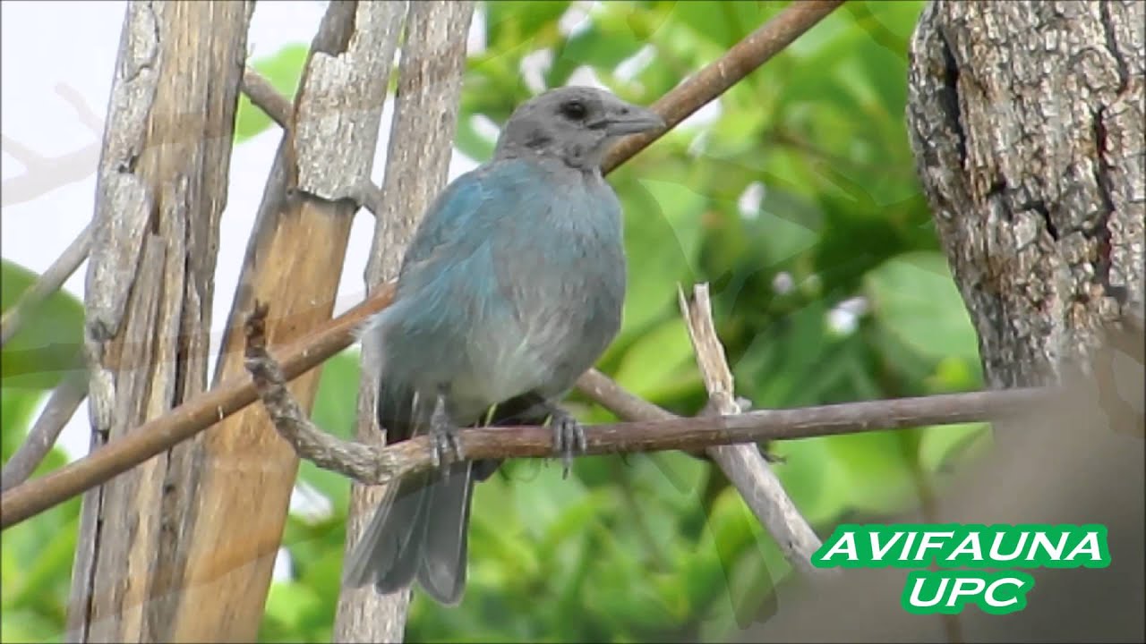 Ave Thraupis episcopus: Azulejo Comun - YouTube