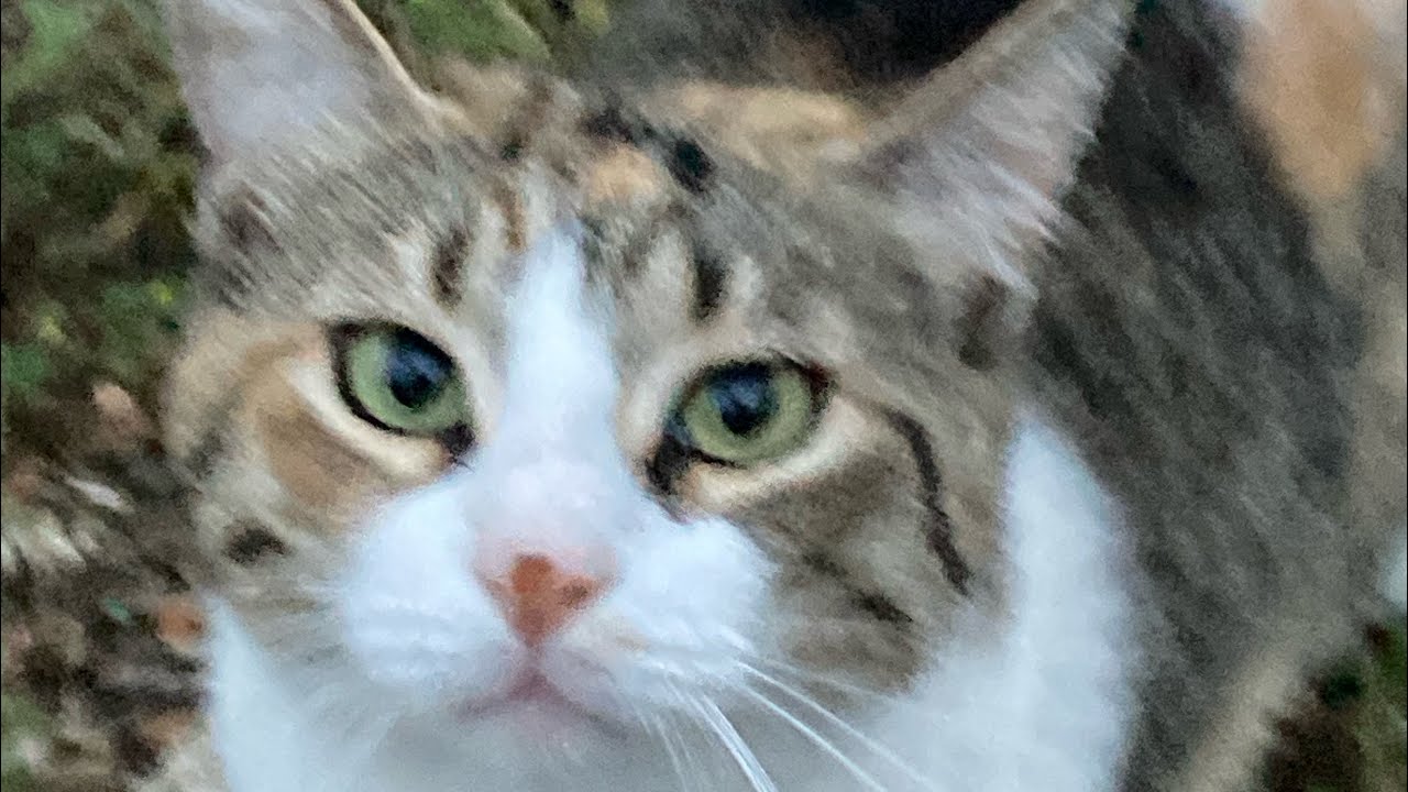 IS CAT’s HEAD stuck? Following Cali the cat 🐈 #cat #pets - YouTube