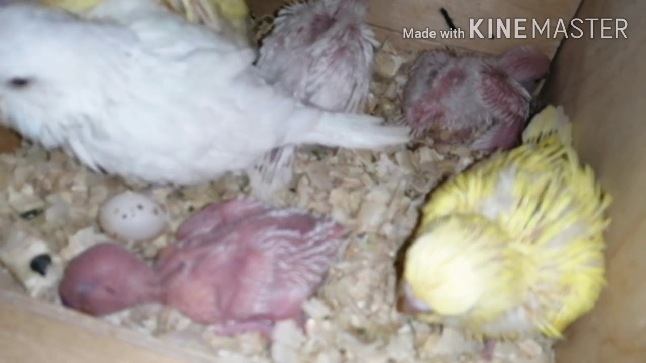 Birds breeding in summer - YouTube