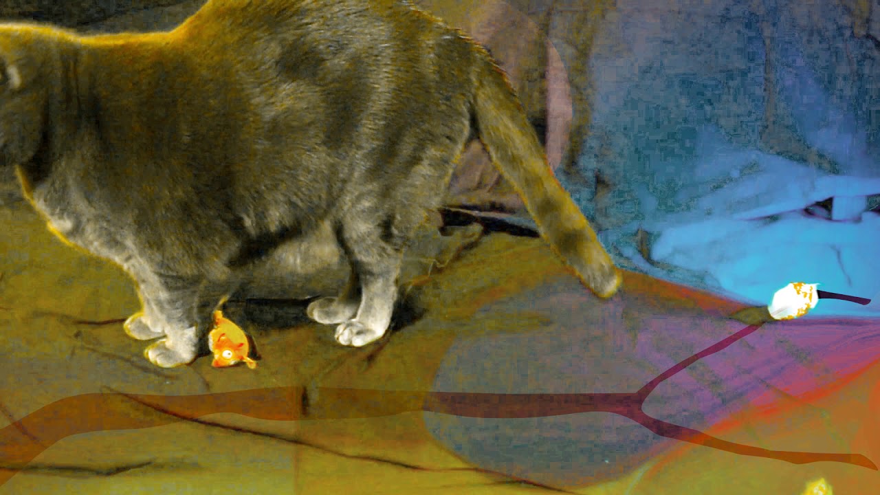 Cat Stomping on Toys - YouTube