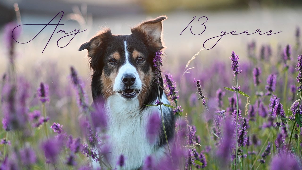 Australian Shepherd Amy | 13 years ♡ - YouTube