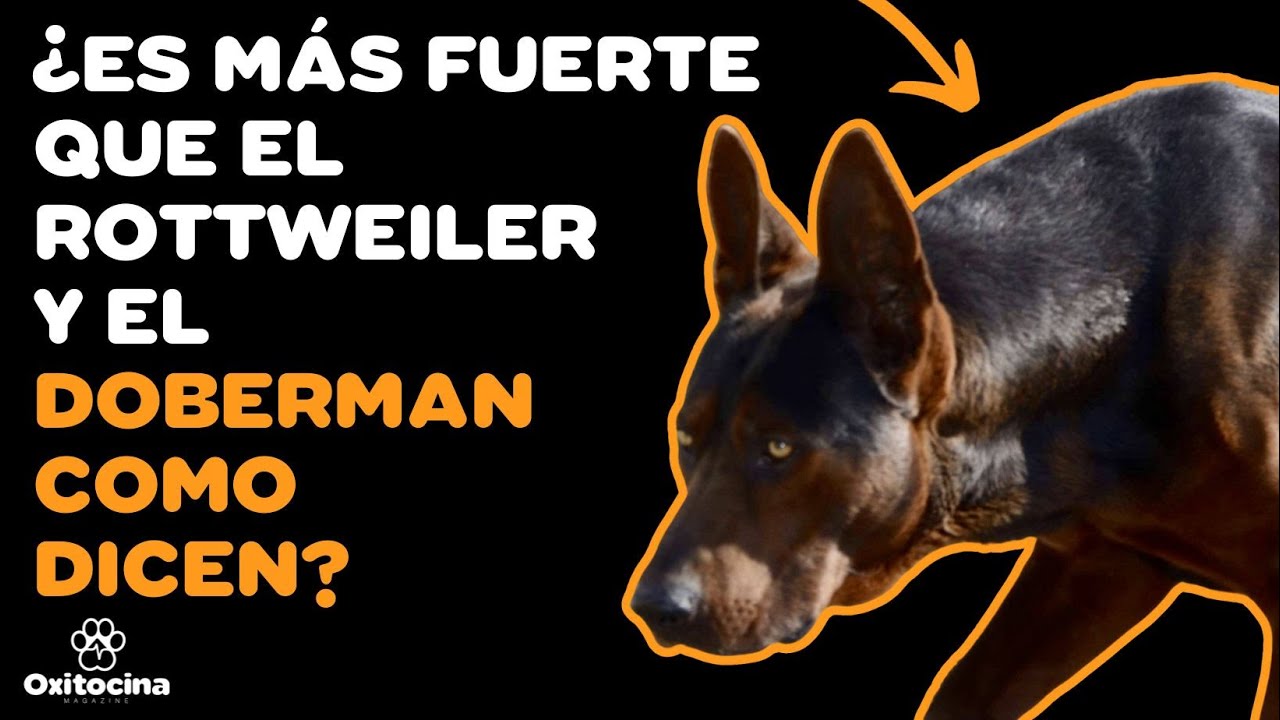 PERRO ROJO CHINO (LAIZHOU RED DOG) ¿ES ACASO PELIGROSO? ES MUY POCO ...