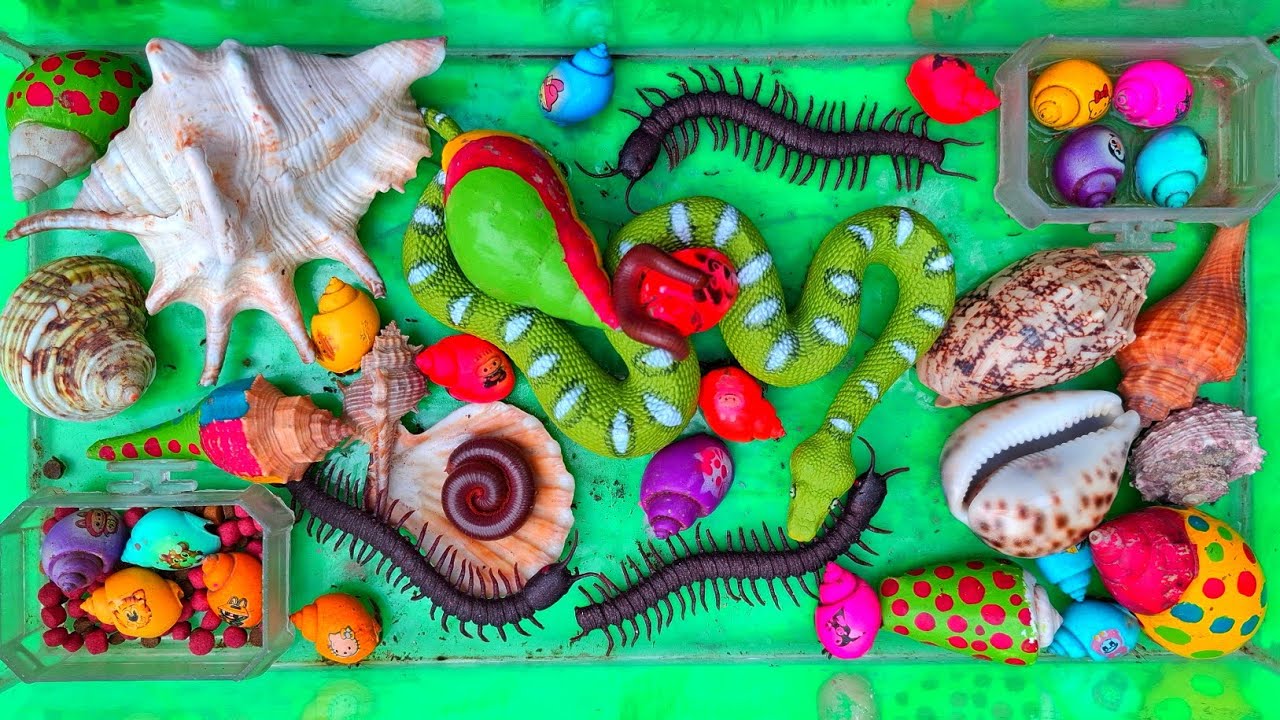 Wow Amazing!! Catching Invertebrates Animals, Colorfull Hermit Crabs ...