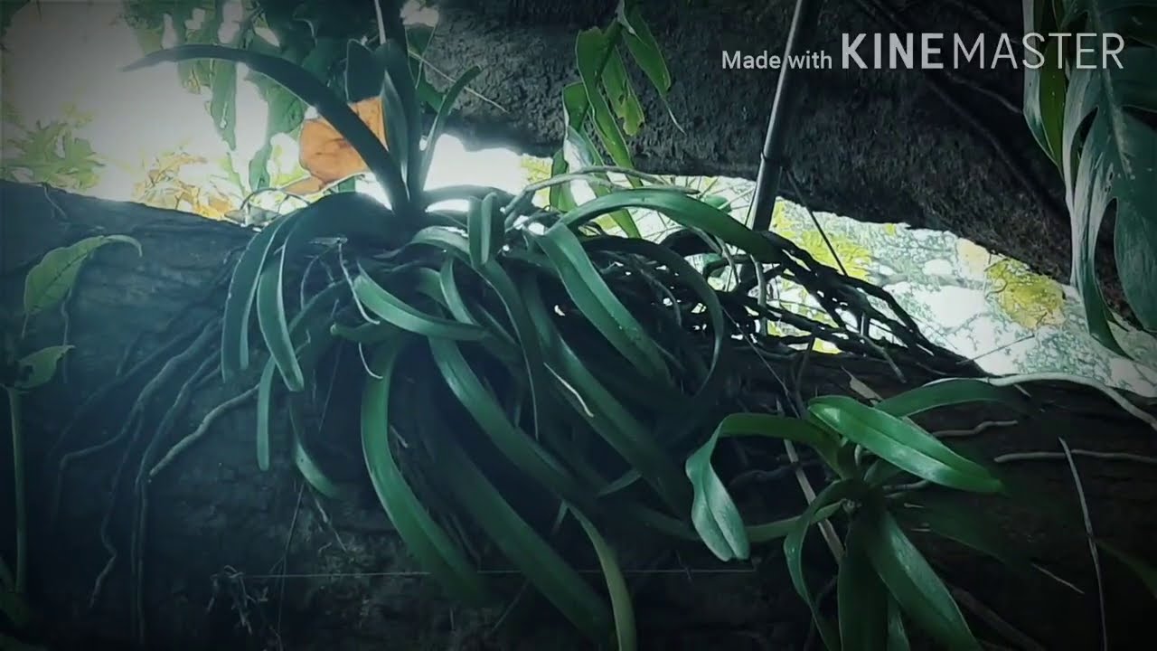 Orchid plant planted on mango tree - YouTube