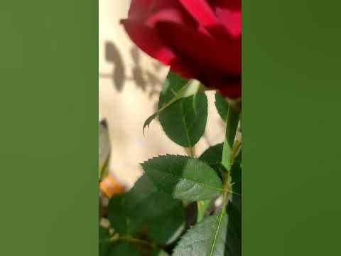 Rose 🌹💐 - YouTube