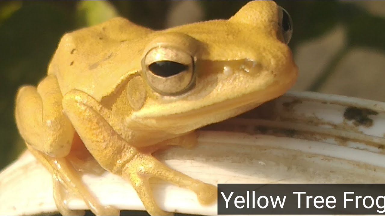 Yellow Tree Frog || yellow tree frog || - YouTube