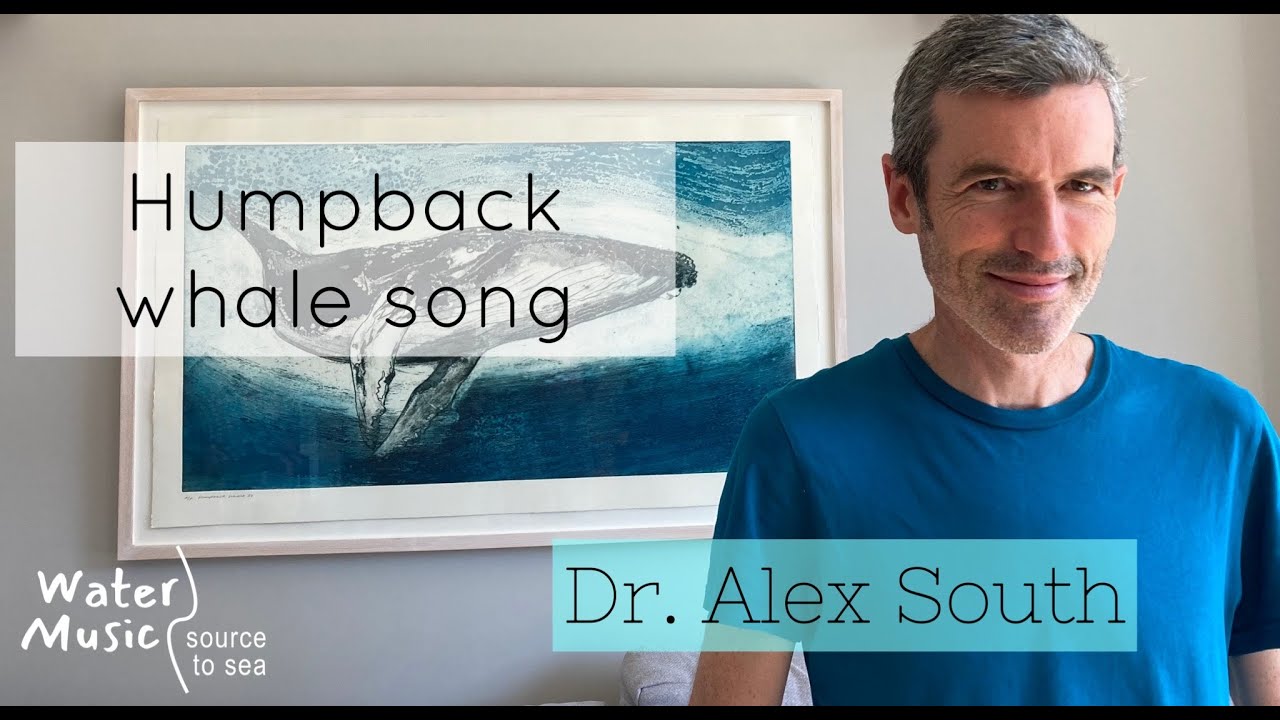 Humpback Whale Song with Dr. Alex South - YouTube