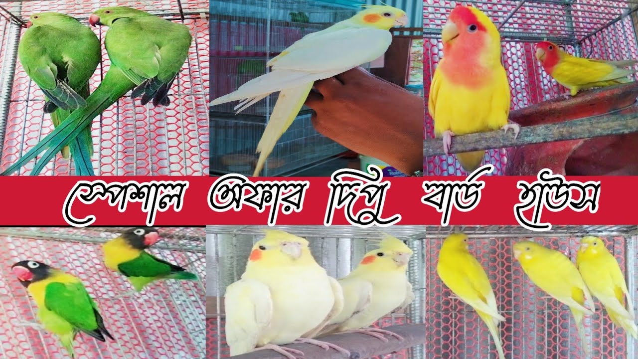 স্পেশাল অফার দিপু বার্ড হাউস l Price | pakhi price in bangladesh l Tia ...