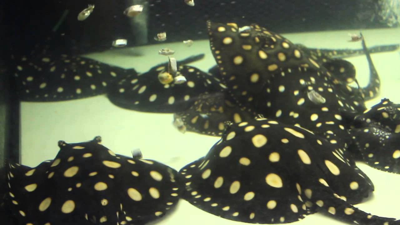 The Stingray Tank - Fresh Water Stingrays Feeding - YouTube