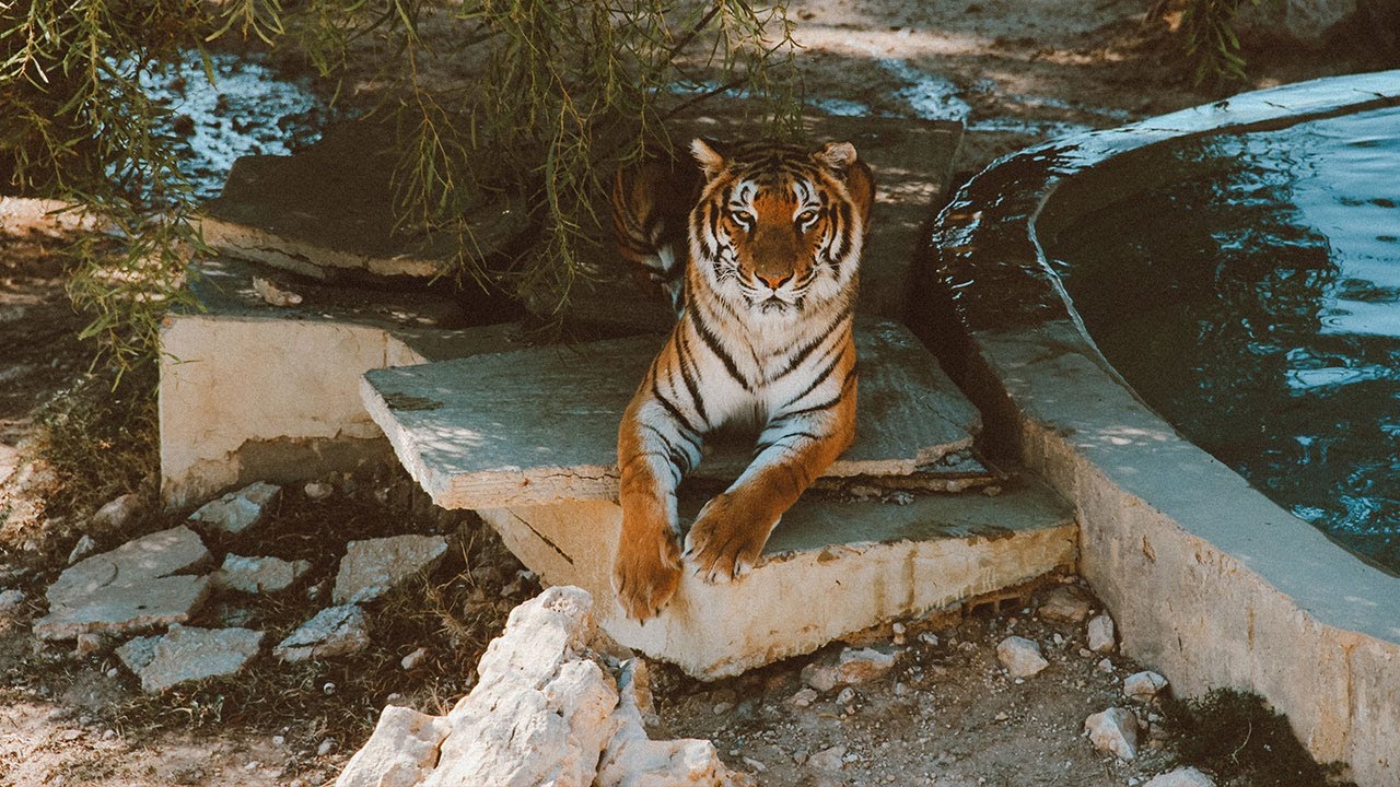 This Is Why Tigers Live Alone! - YouTube