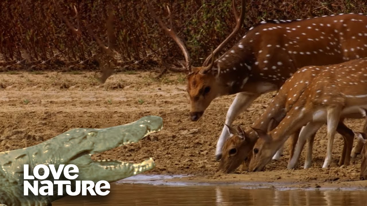 Hungry Mugger Crocodiles Sneak Up on Spotted Deer | Love Nature - YouTube