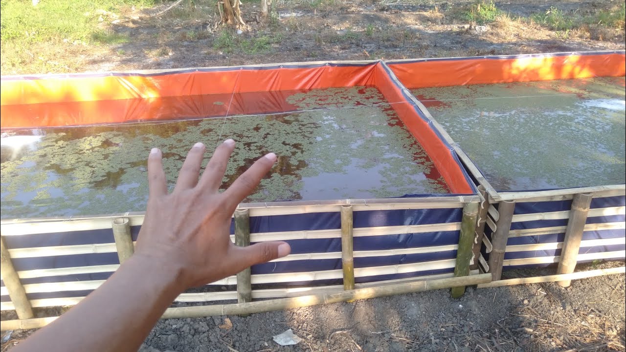 PROSES PEMBIAKAN " AZOLLA " ( jenis pakan alternatif ternak entog ...
