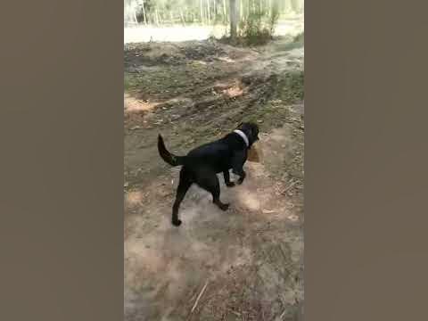 श्रम एक ऐसी पुशी का - YouTube