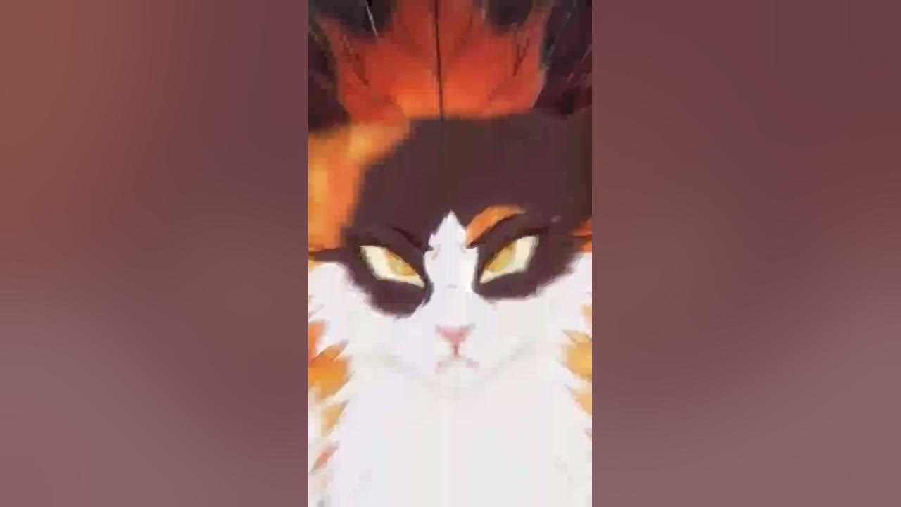 Кленовница коты воители Youtube