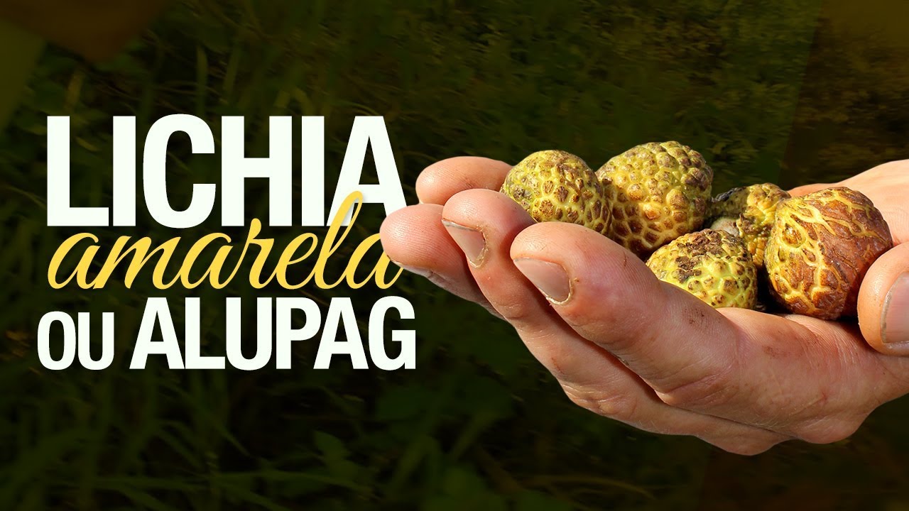 Conheça a Rara Lichia Amarela ou Alupag Fruit - YouTube
