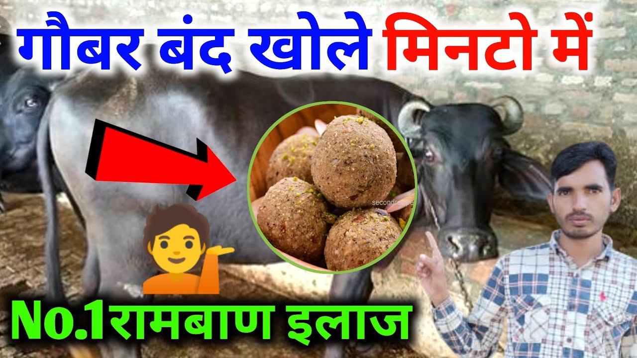 Impaction Of Rumen In Buffalo Impaction Of Rumen In Cow Youtube