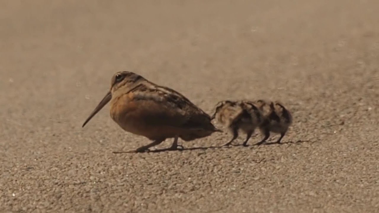 Dancing Bird - YouTube
