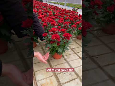 Pot Flowers Watering Techniques #satisfying #short