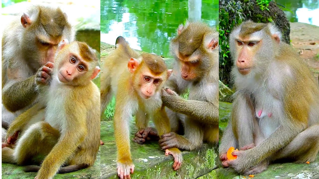 Adorable Leo Monkey Feels So Relax After Playing He Come To Spend Time ...