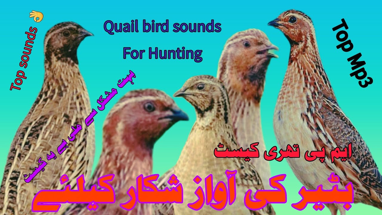 Quail bird sounds for hunting common quail bird hunting bater ki awaaz ...