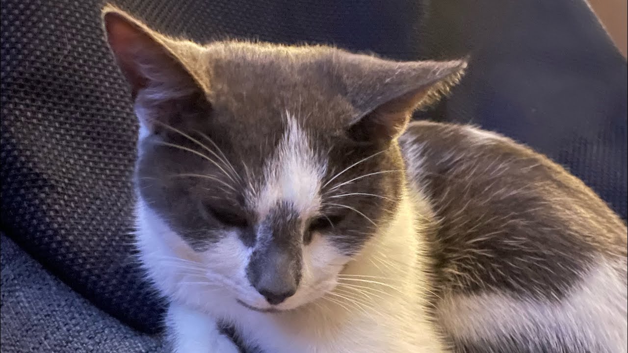 Muffin the Cat! - YouTube