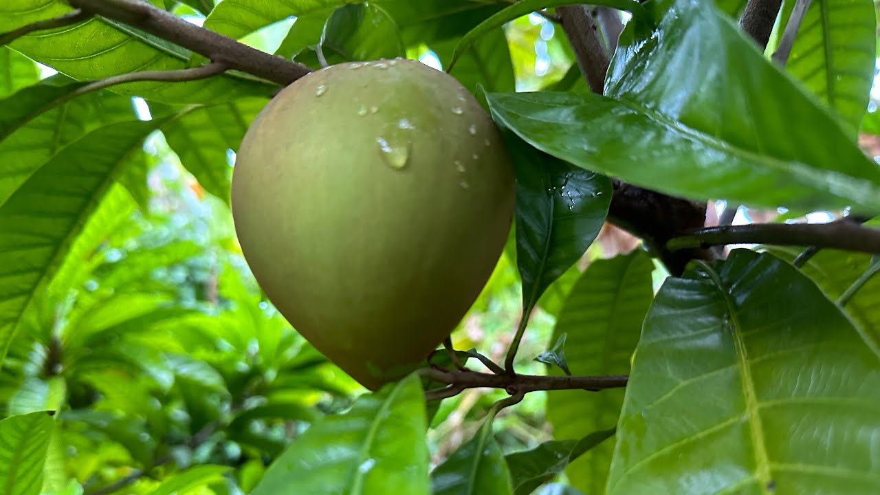 Yellow Sapote / Canistel / Egg Fruit Trees - Natural Farming ...
