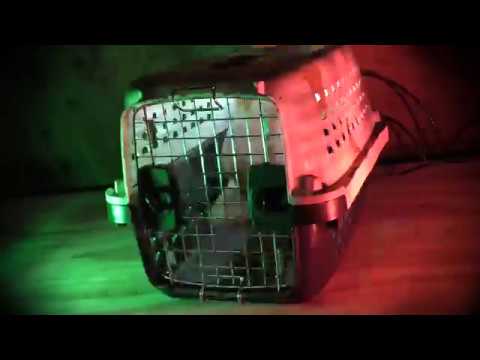 Man Eating Rabbit Halloween Prop - YouTube