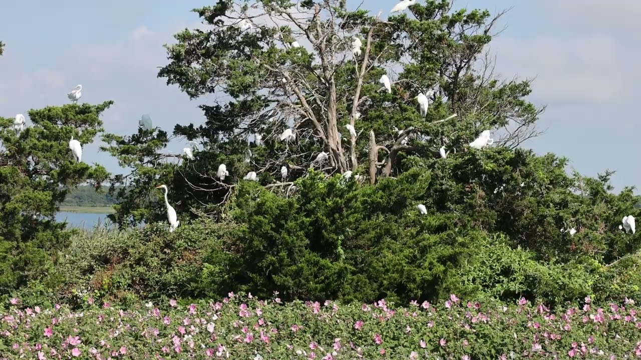 Migrating Great Egrets in Nesting Tree - YouTube