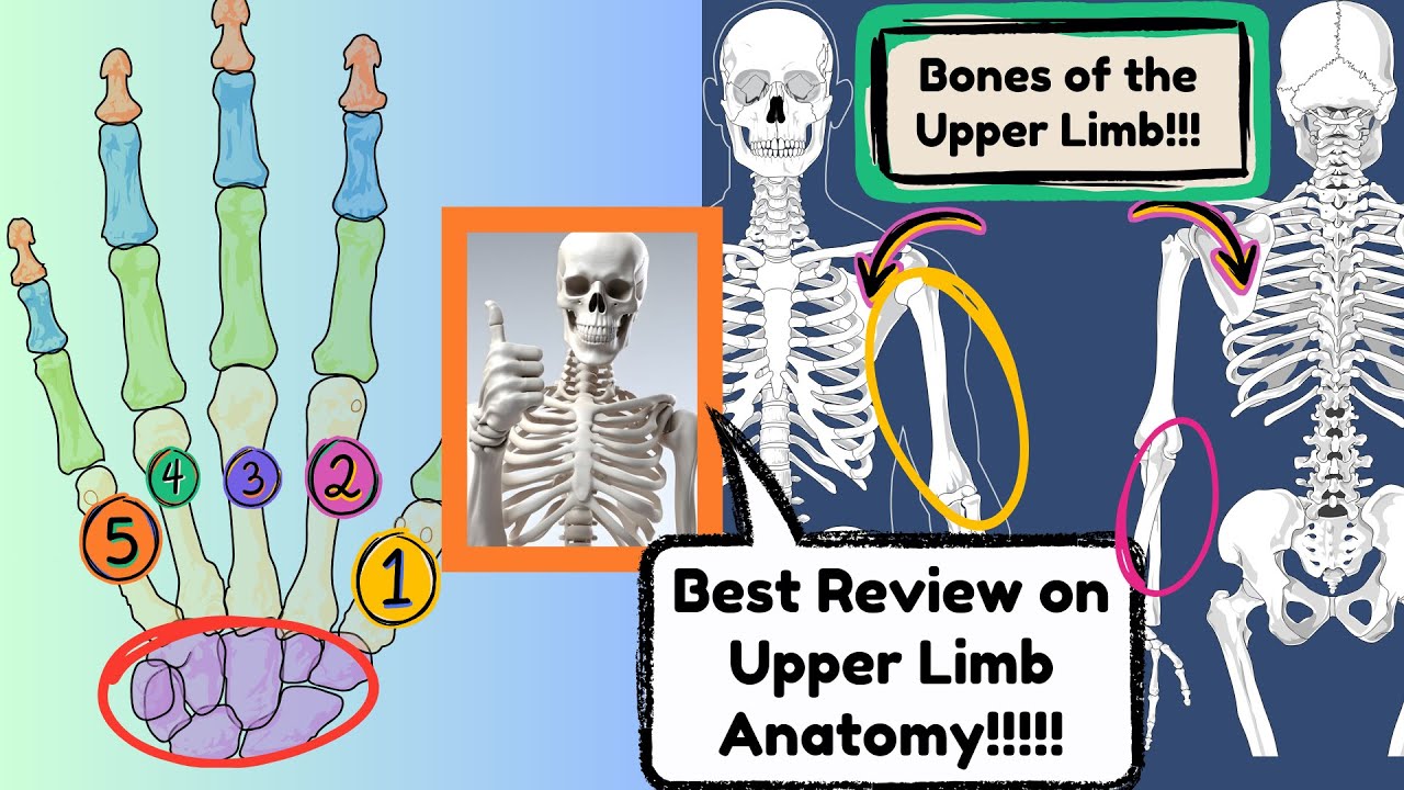 All Bones of the Upper Limb: Anatomy and Functions Explained |Upper ...