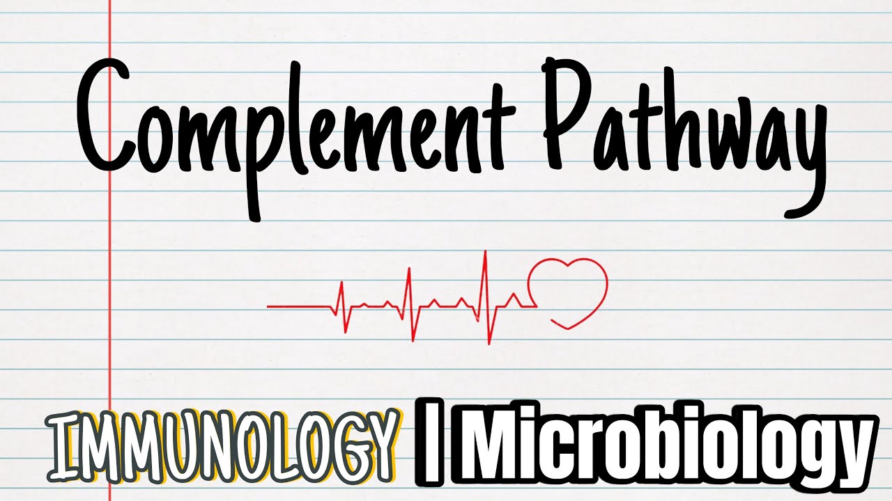 Complement System | IMMUNOLOGY I MICROBIOLOGY - YouTube