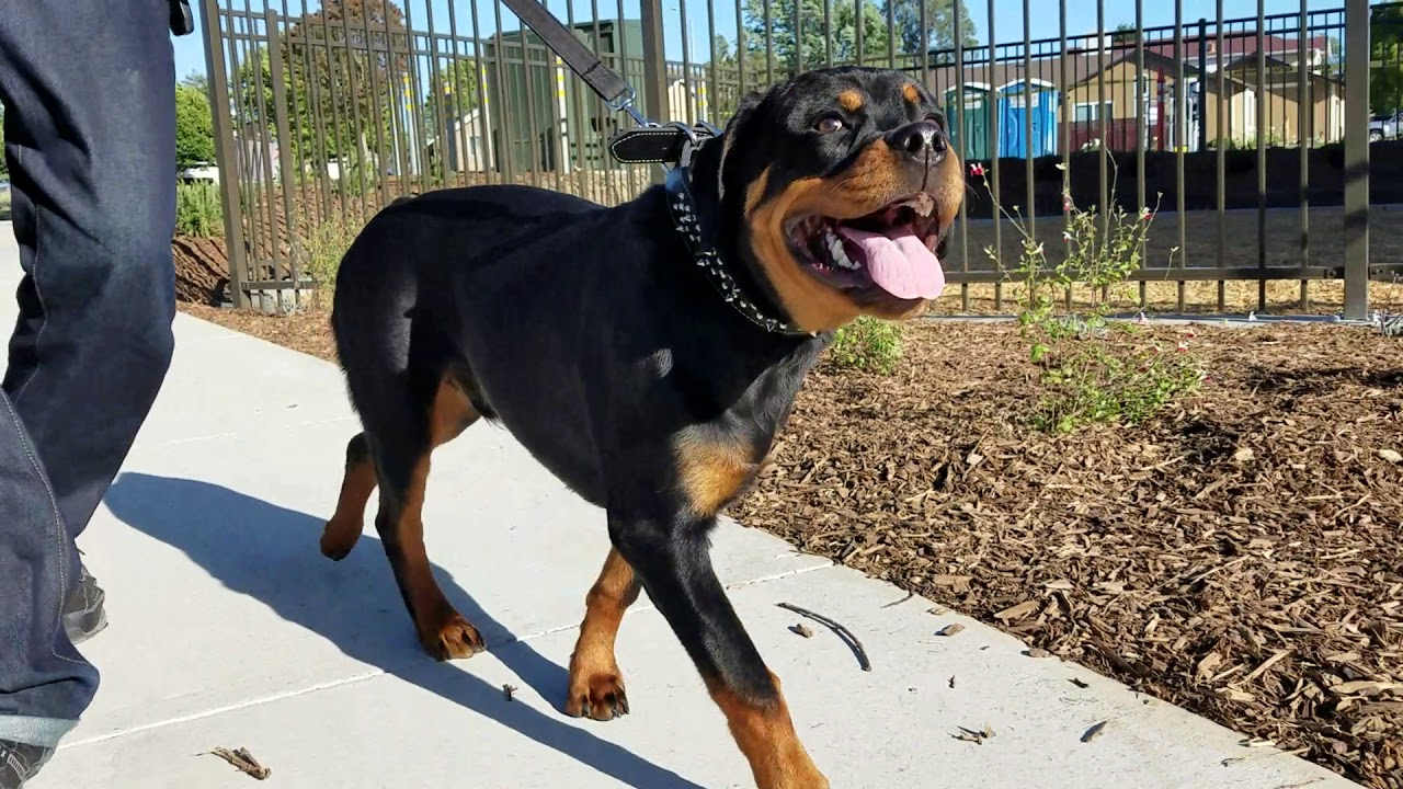 Rottweiler CASH, 6 months old - YouTube