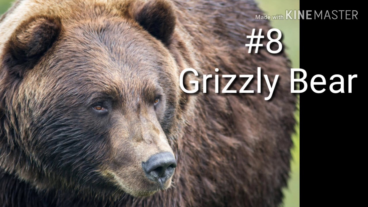 Top 10 strongest animals - YouTube