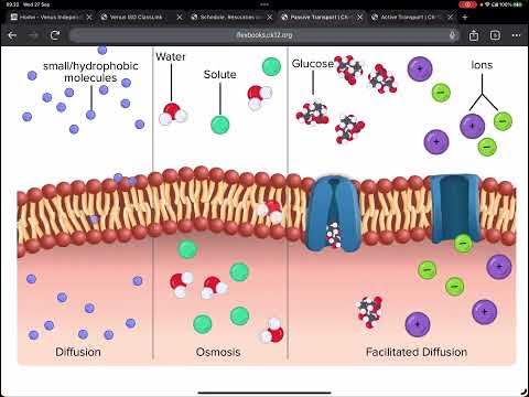 Passive v Active Transport Guided Notes - YouTube