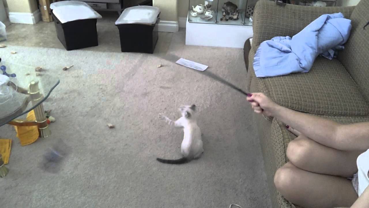 Moar kitteh playing with toys - YouTube