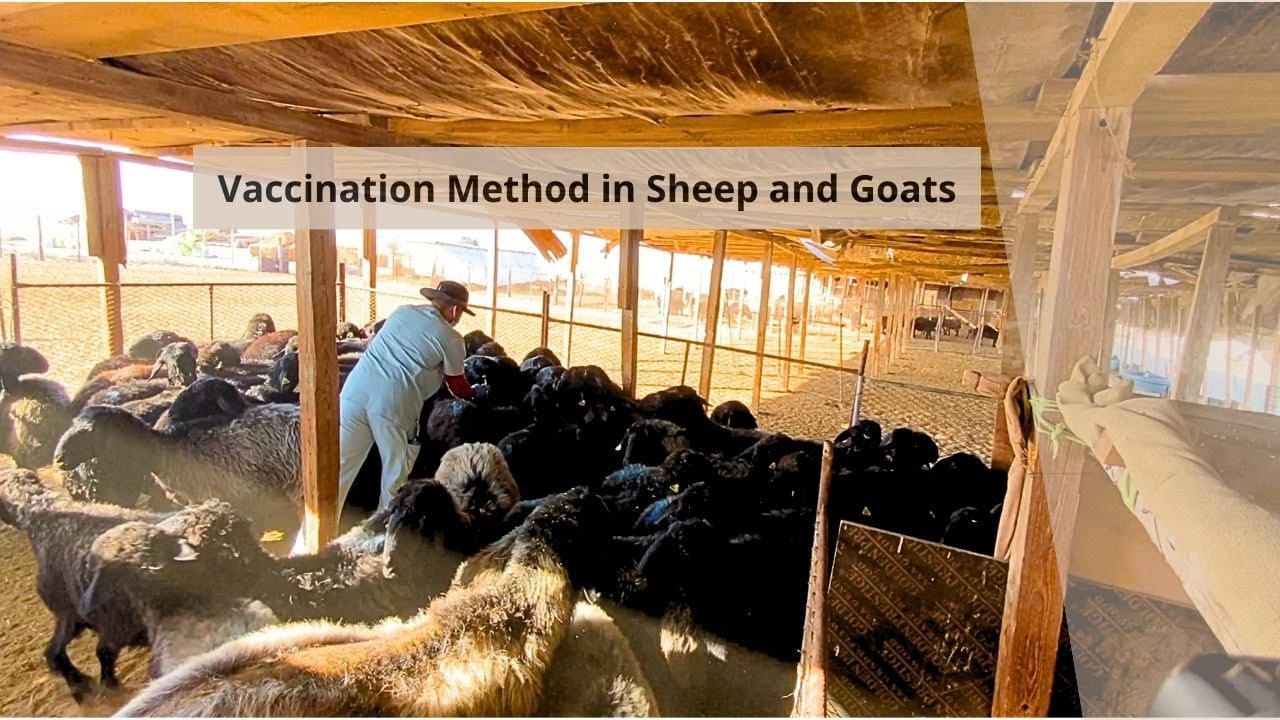 Vaccination Method in Sheep and Goats Part 1 - YouTube