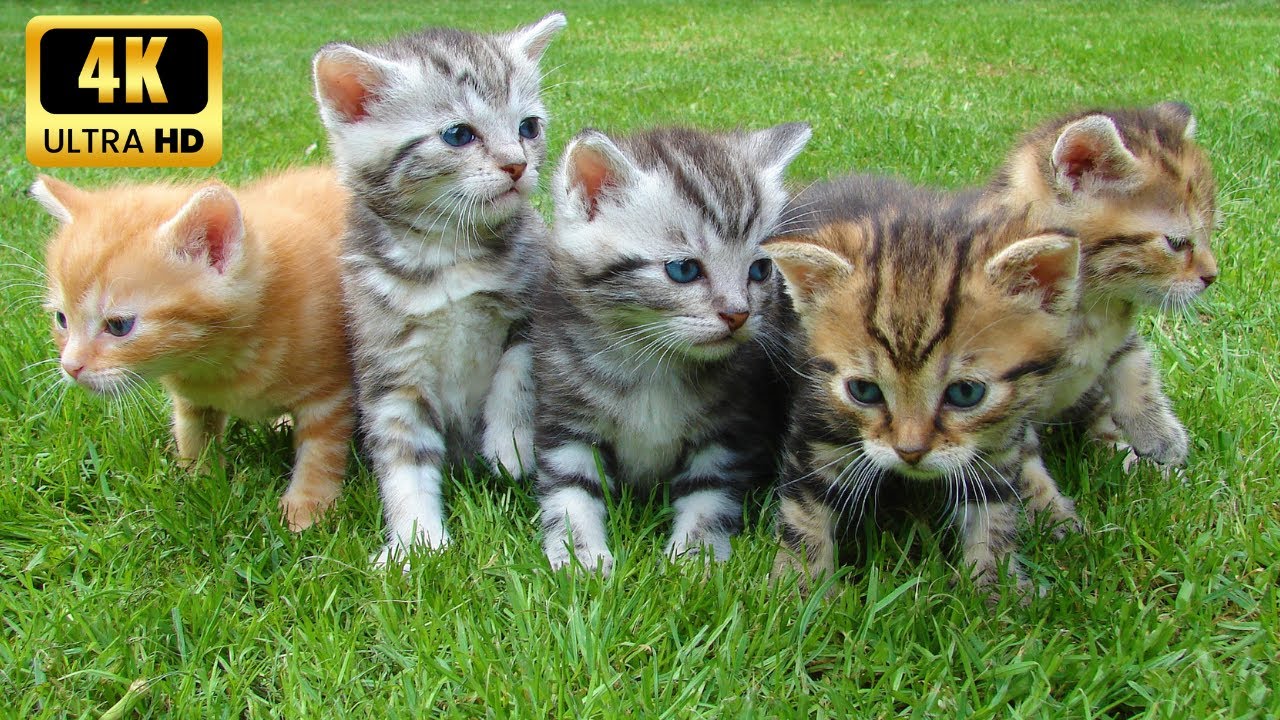 4K Cat Compilation That Will Blow Your Mind | HDR 60fps - YouTube