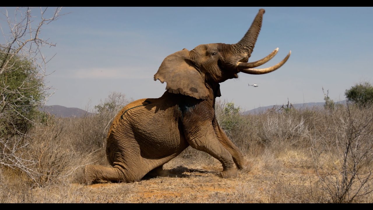 Elephant Struck By Poisoned Arrow Gets Help | Sheldrick Trust - YouTube