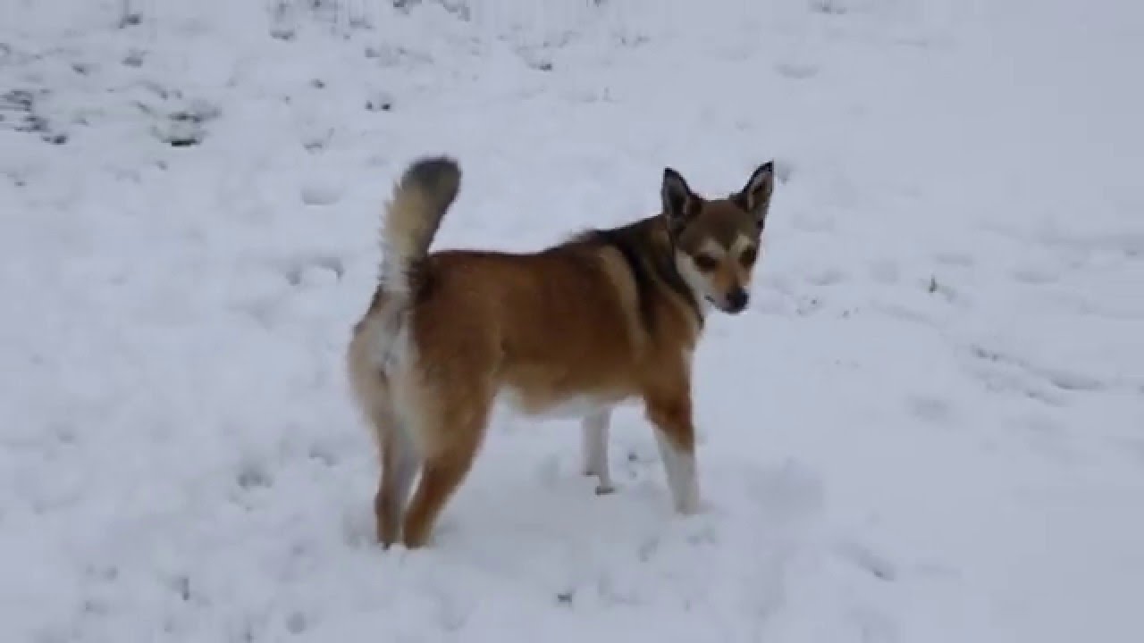 Bouncing Norwegian Lundehund / Puffin Dog - YouTube