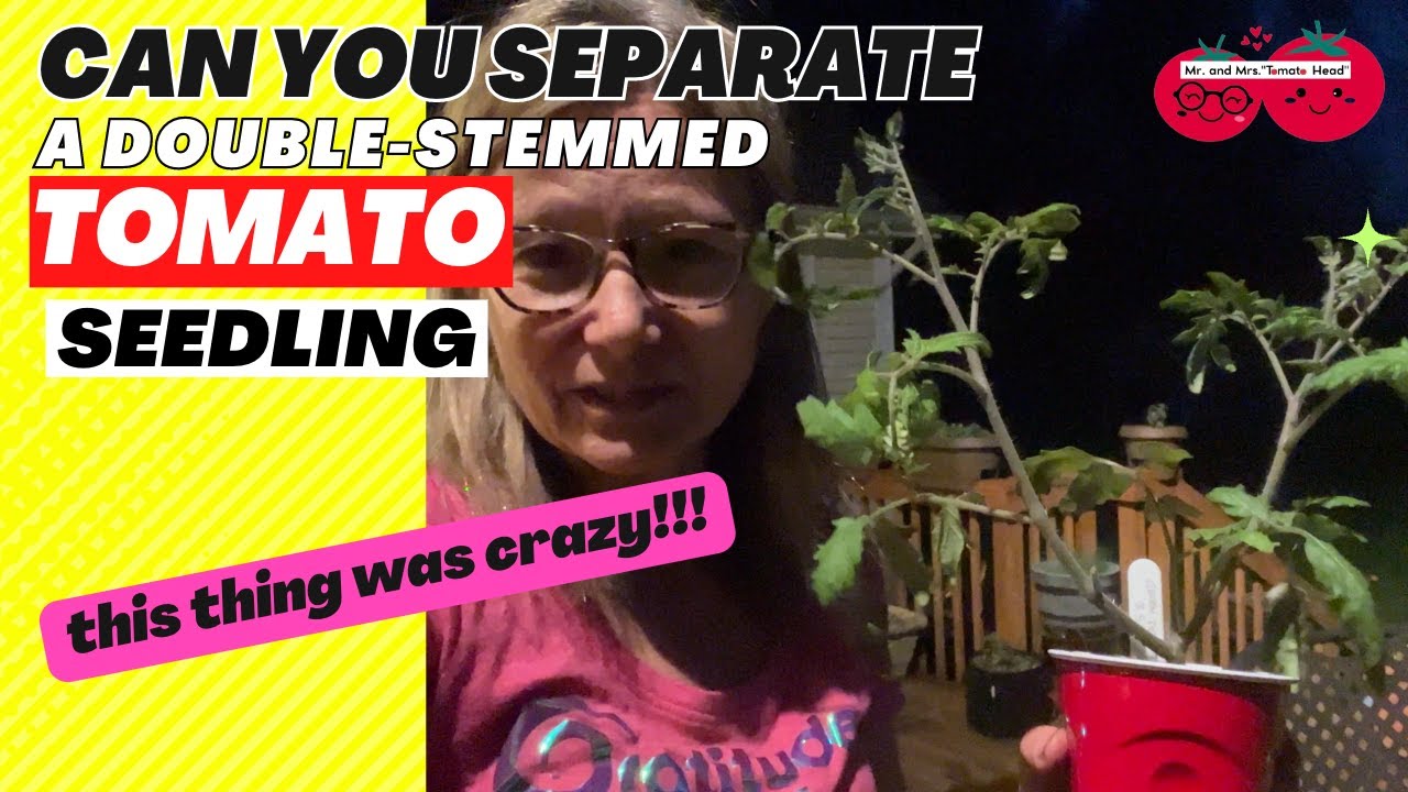 Can You Separate A Double Stemmed Tomato Seedling YouTube can-you-separate-a-double-stemmed-tomato-seedling-youtube