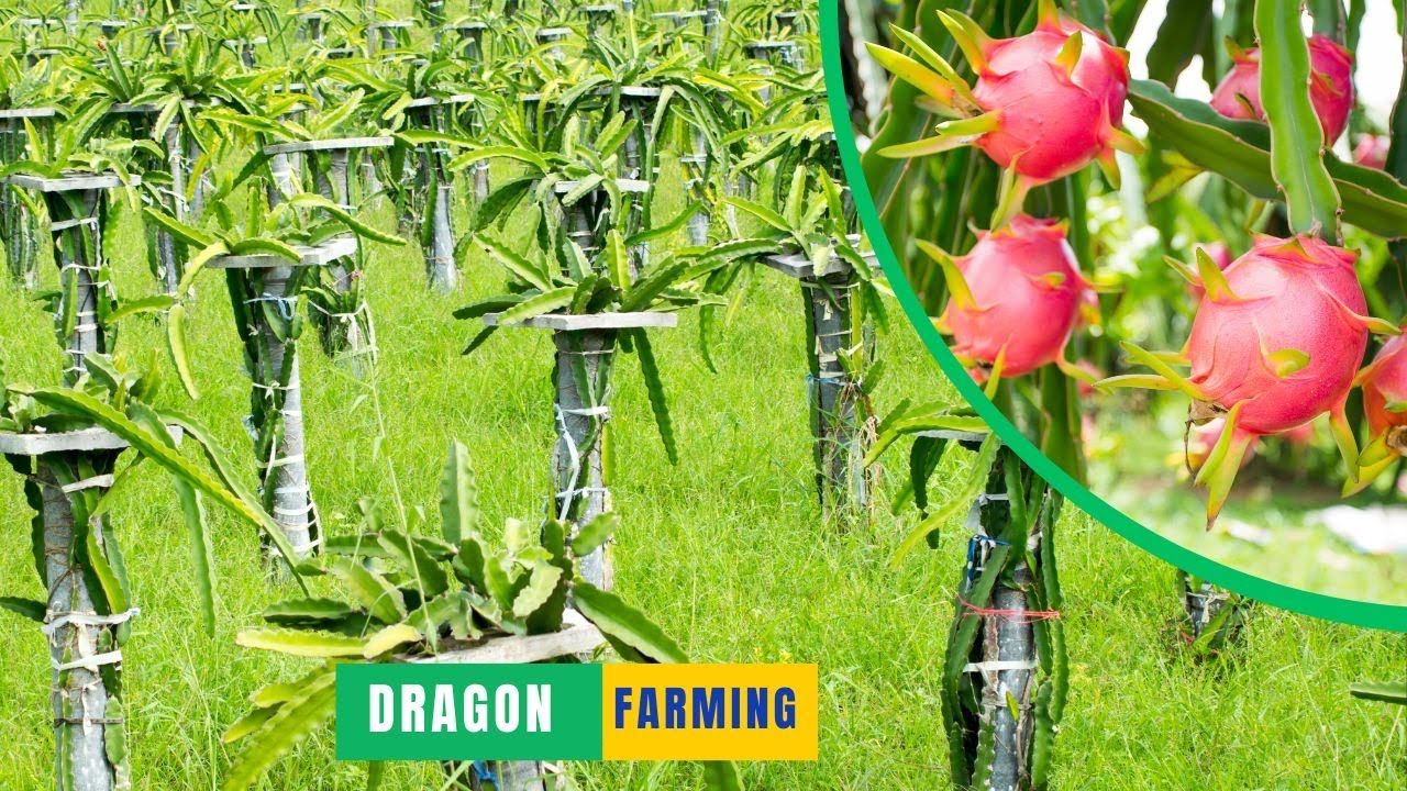 Successful Dragon Fruit Farming in Philippines - YouTube