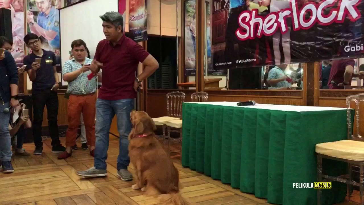 Serena/Siri The Wonderdog from “Sherlock Jr.” Does Dog Tricks - YouTube