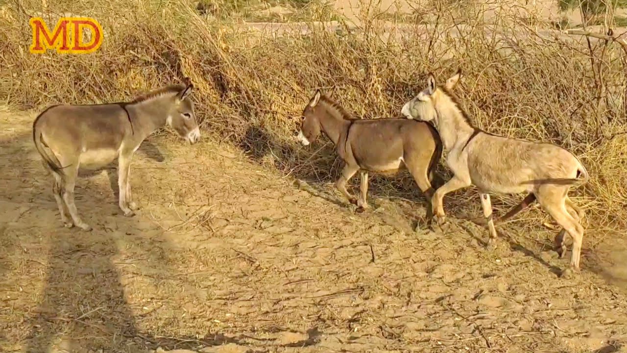 white male #donkey loving a black female #donkey - YouTube