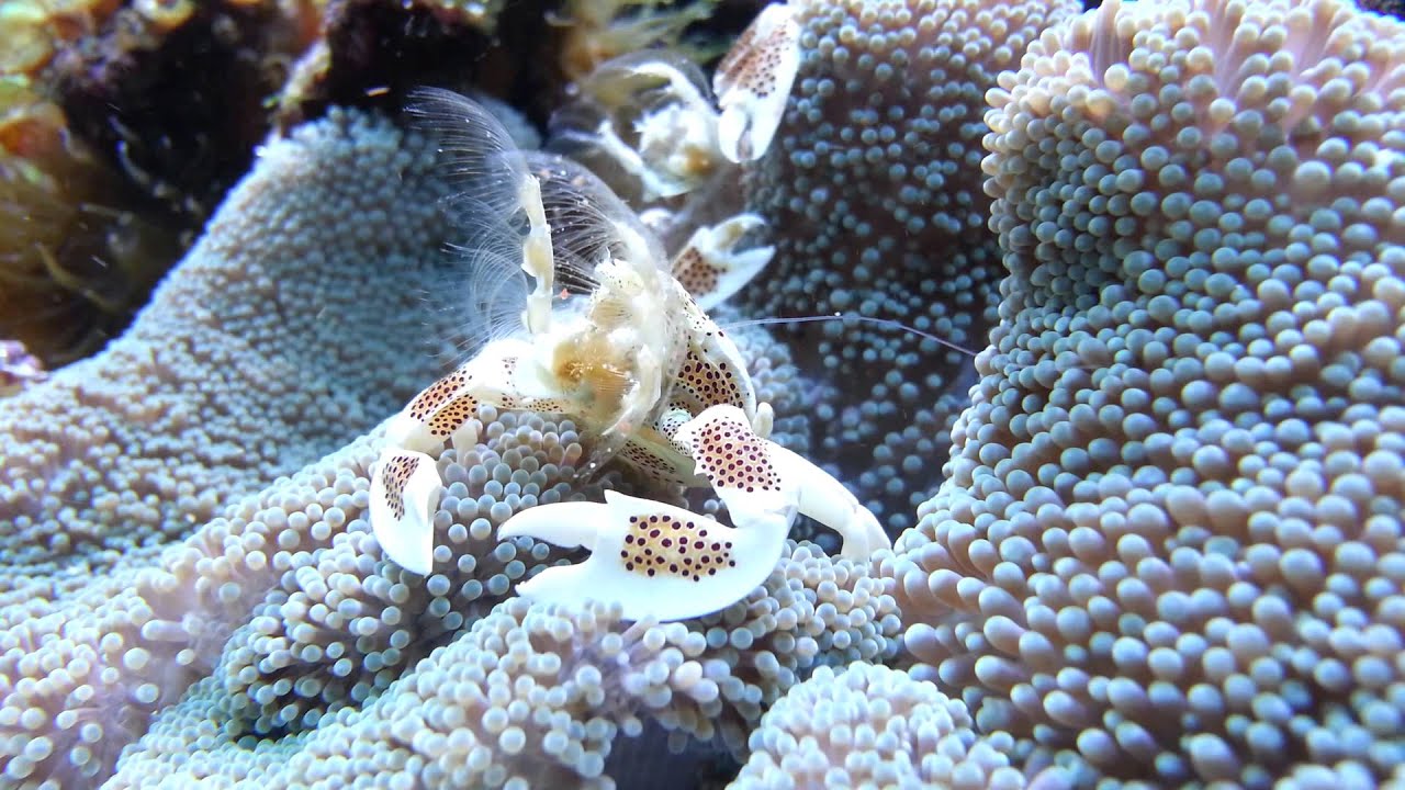Sea Anemone Crab