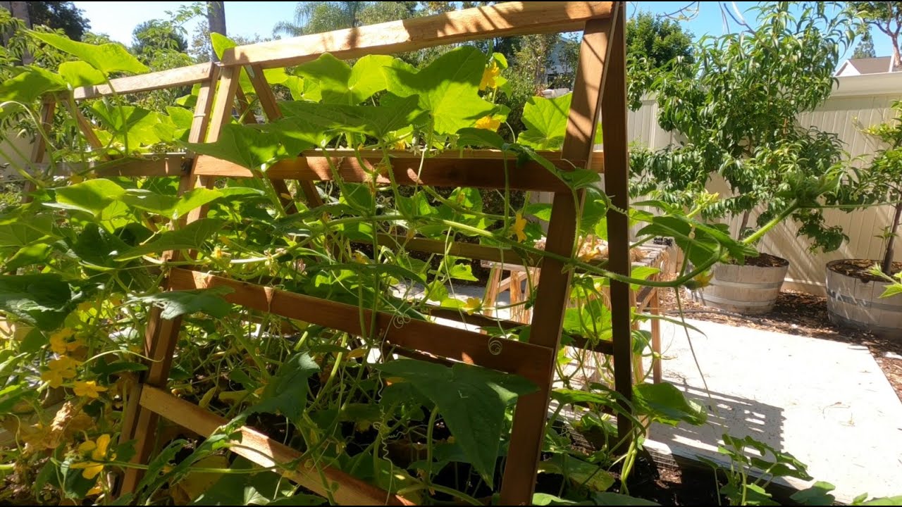 Quick Collapsible - A Frame Trellis! - YouTube