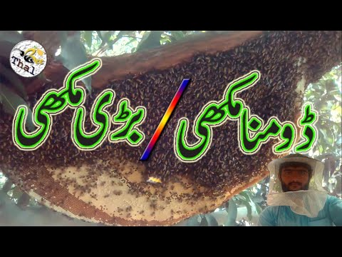 Apis Dorsata natural hive|| Beekeeping - YouTube