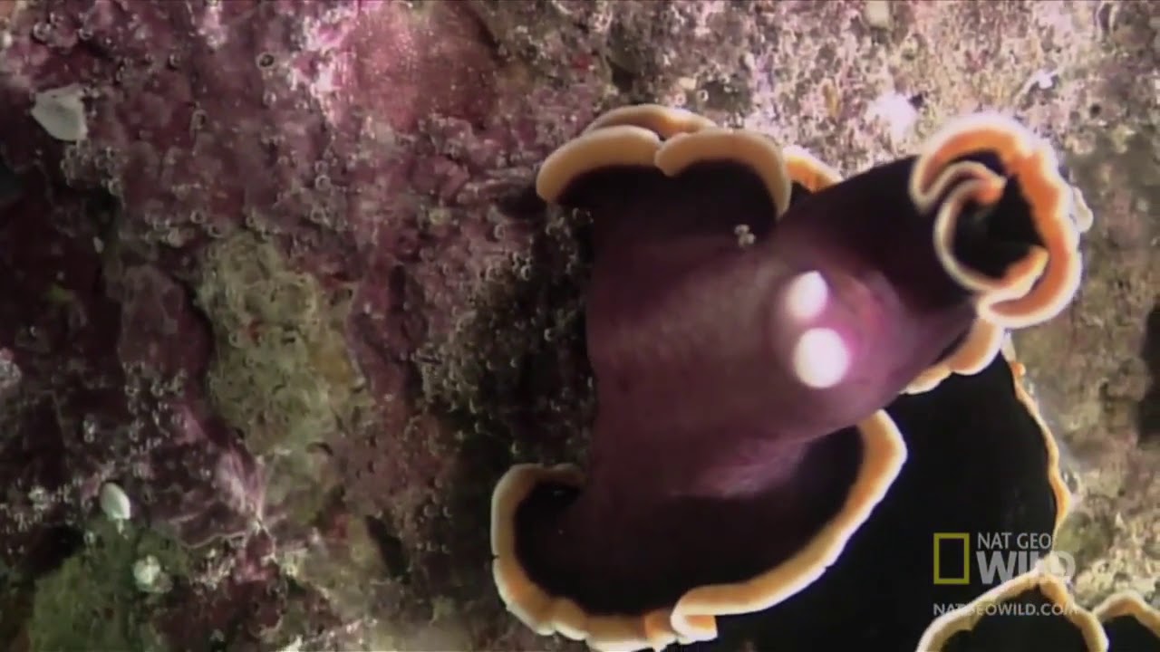 World's Weirdest Flatworm Penis Fencing - YouTube