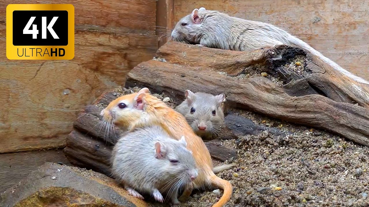 No fake loops 🐭 just real mice in motion 🐾 endless cat engagement 4K ...