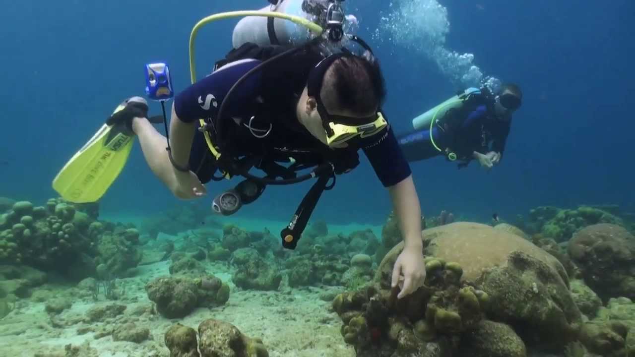 August 2nd, 2013 - Scuba Diving in Curacao - YouTube