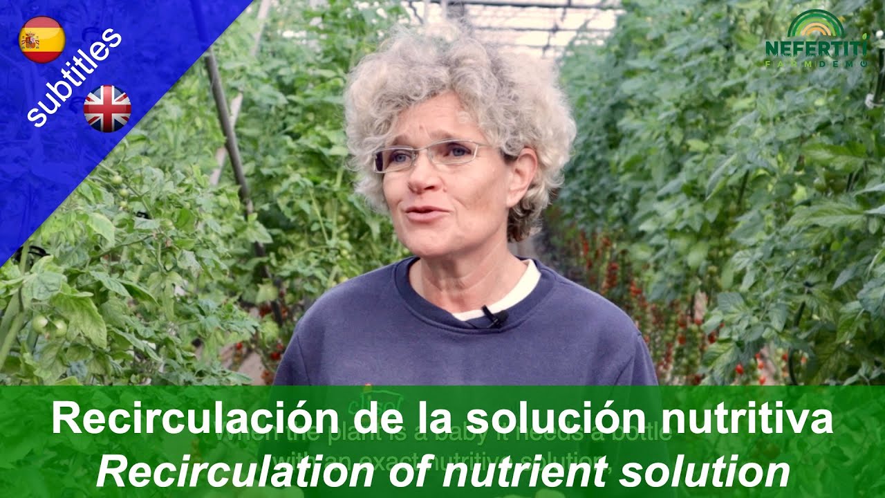 Recirculación de la solución nutritiva en cultivos en Almería ...
