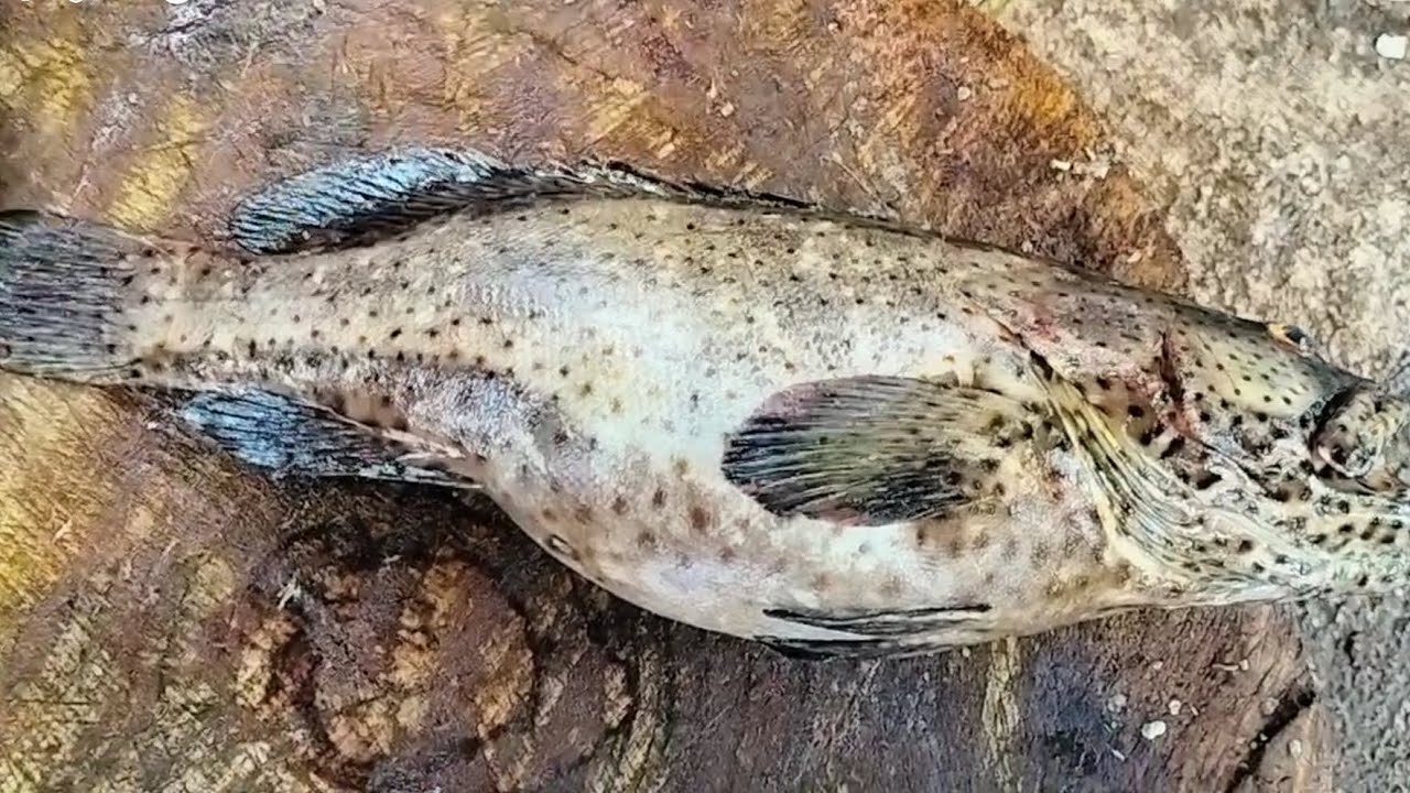 Grouper (Kalavan) Fish Cutting - YouTube